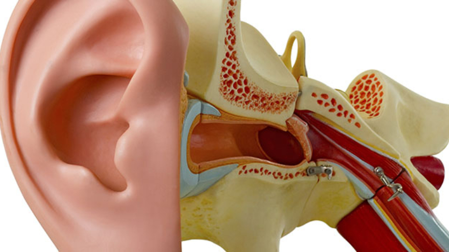 Articles | Chronic Ear Pressure? Understand and Treat Eustachian Tube ...