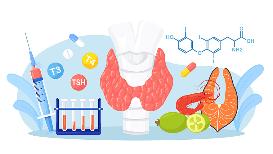 Articles | The Link Between Thyroid Hormones and Your Gut Health