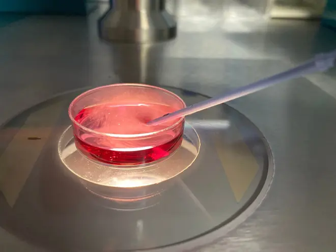 Embryo Thawing Services