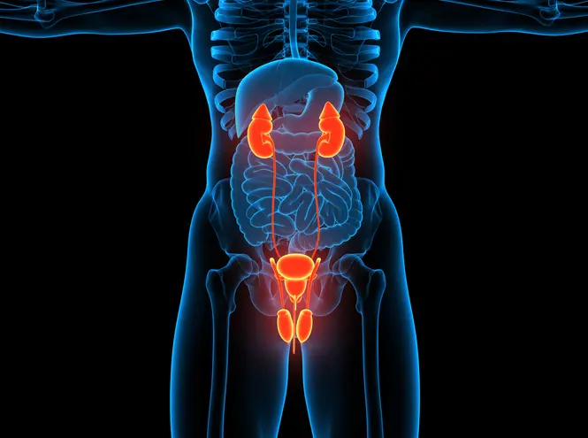 Ureteral Reimplant Surgery