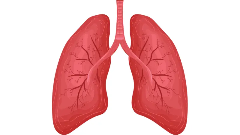 Understanding Alpha-1 Antitrypsin Deficiency: Symptoms and How It's ...