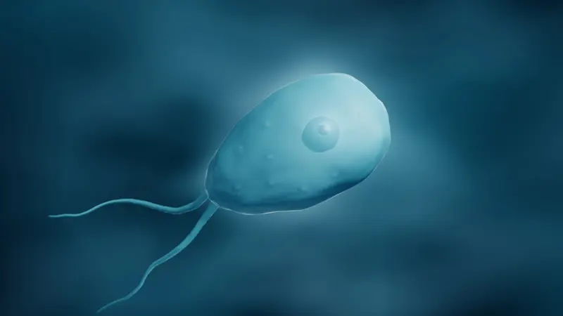 Amebiasis: A Complete Guide to Causes, Symptoms, and Treatment Options