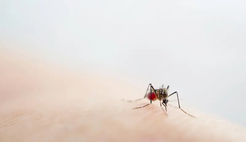Dengue Fever: Symptoms, Prevention, and Treatment Explained